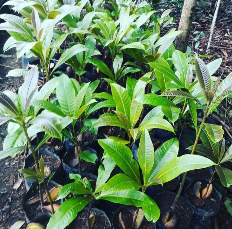 Bibit Buah Langka Tanaman Kemang Pohon Akar Lebat – PakarTani.com