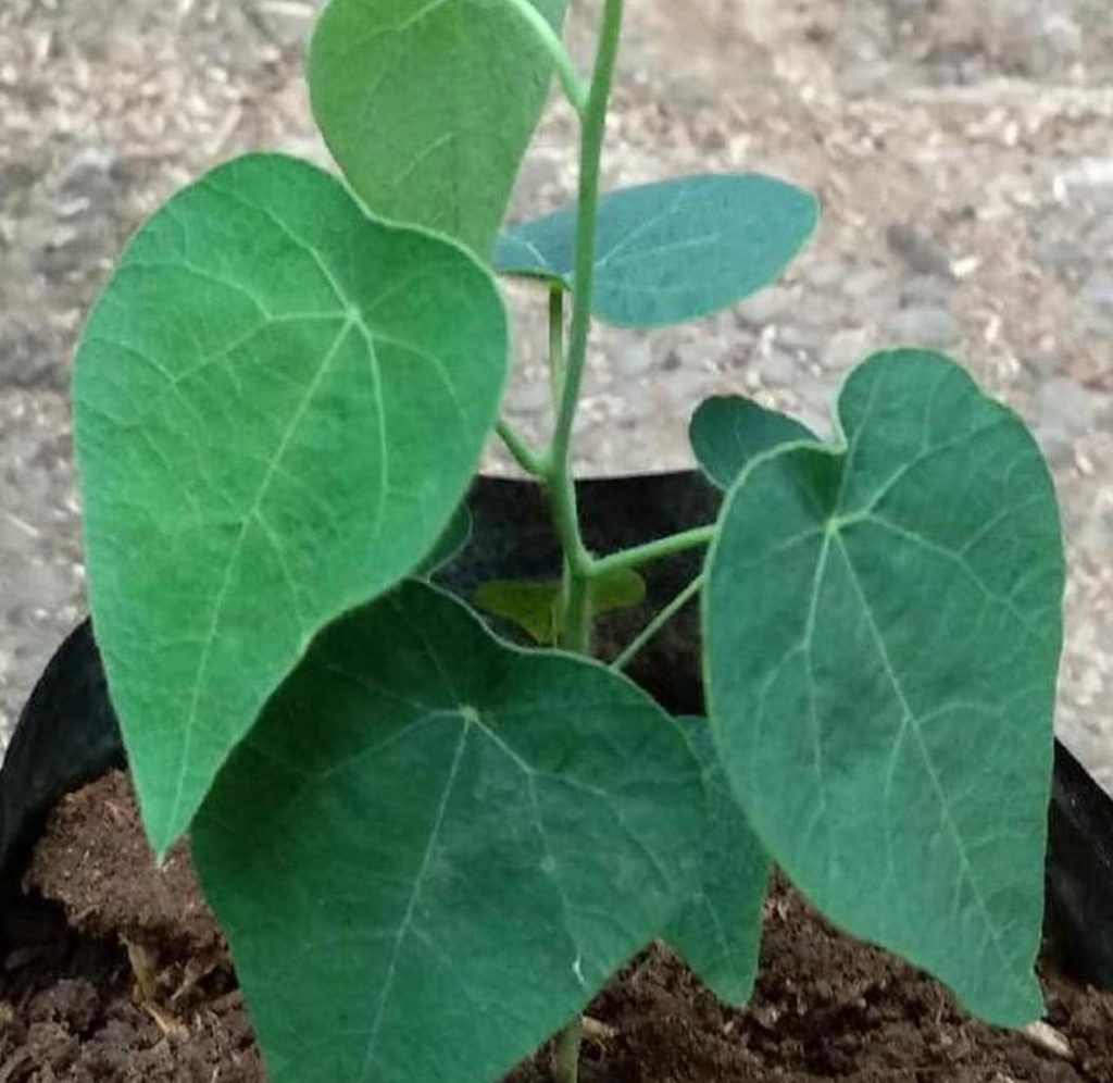 Bibit Cincau Bulu Tanaman Hijau – Pohon Daun Rambat Dari Kebun Langsung ...