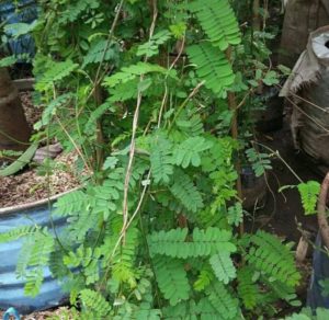 Bibit Daun Saga Pohon Rambat- Segar – PakarTani.com