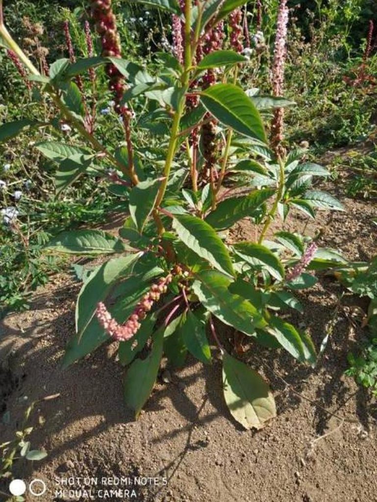 Bibit Ginseng Korea Merah Tanaman Daun Lebat – PakarTani.com
