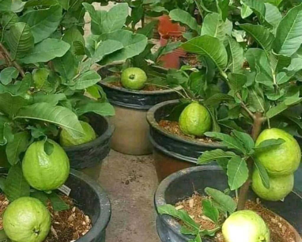 Bibit Jambu Kristal Buah Sudah Berbunga Berbuah Batang Kuat – PakarTani.com