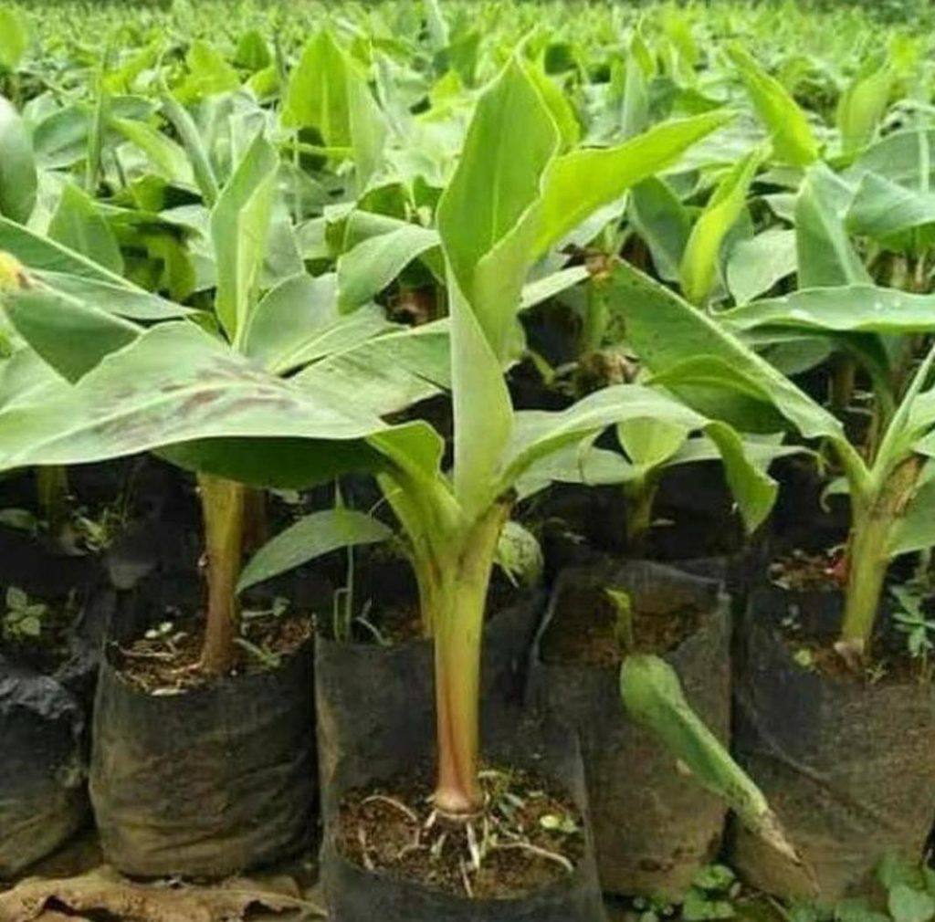 Bibit Pisang Raja Crv Buah Nangka Daun Lebat – PakarTani.com