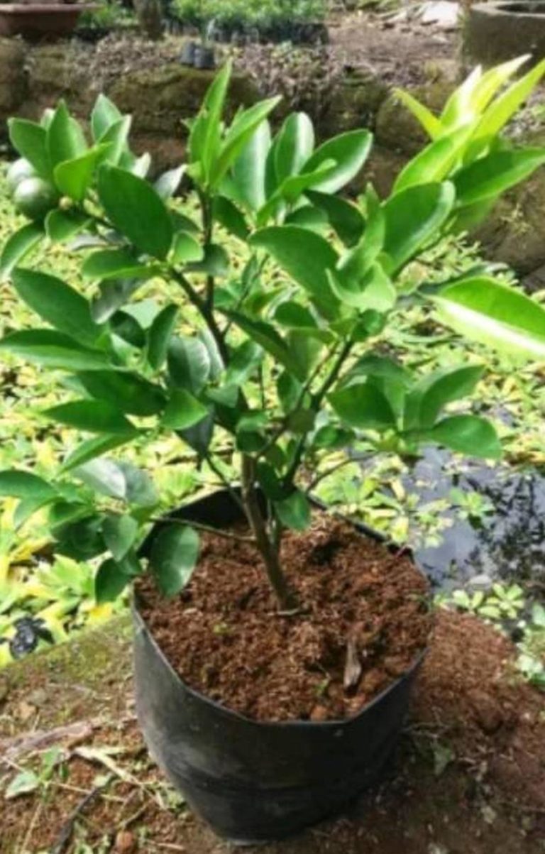 Bibit Pohon Jeruk Tanaman Buah Sunkist Sudah Berbuah Daun Lebat ...